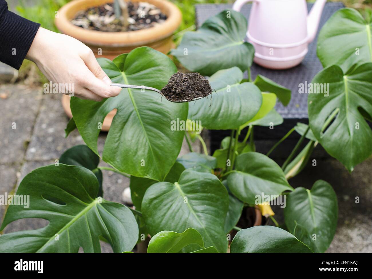 Female hand adding garden soil to the plants Stock Photo - Alamy