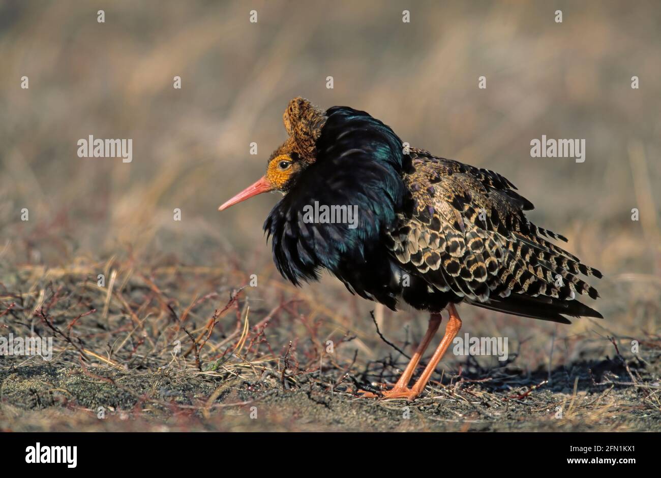 Oblique birds hi-res stock photography and images - Alamy