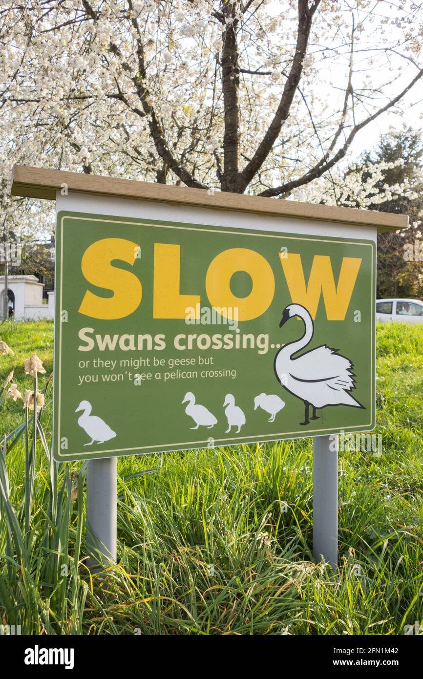 A 'Slow Swans Crossing' road sign on a traffic island in Barnes ...