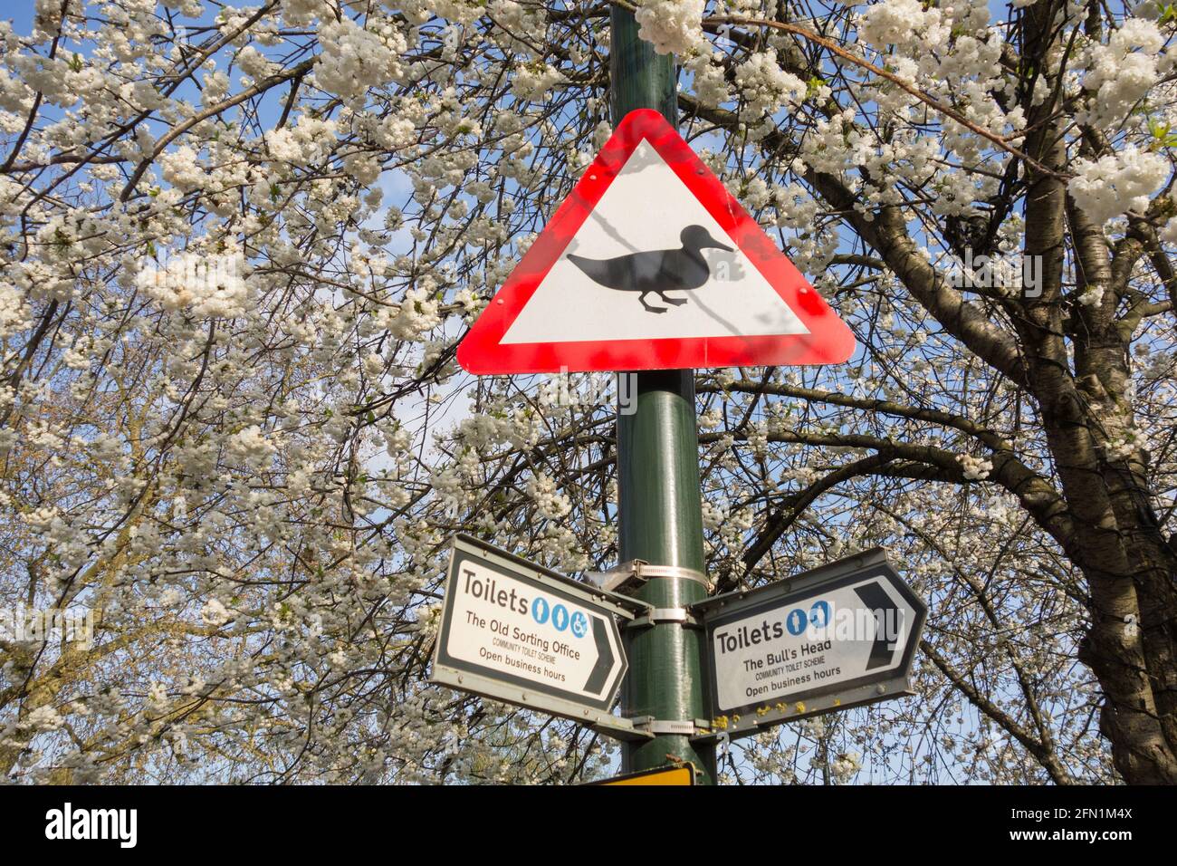 Beware of Ducks road sign and cherry blossom on a traffic island ...