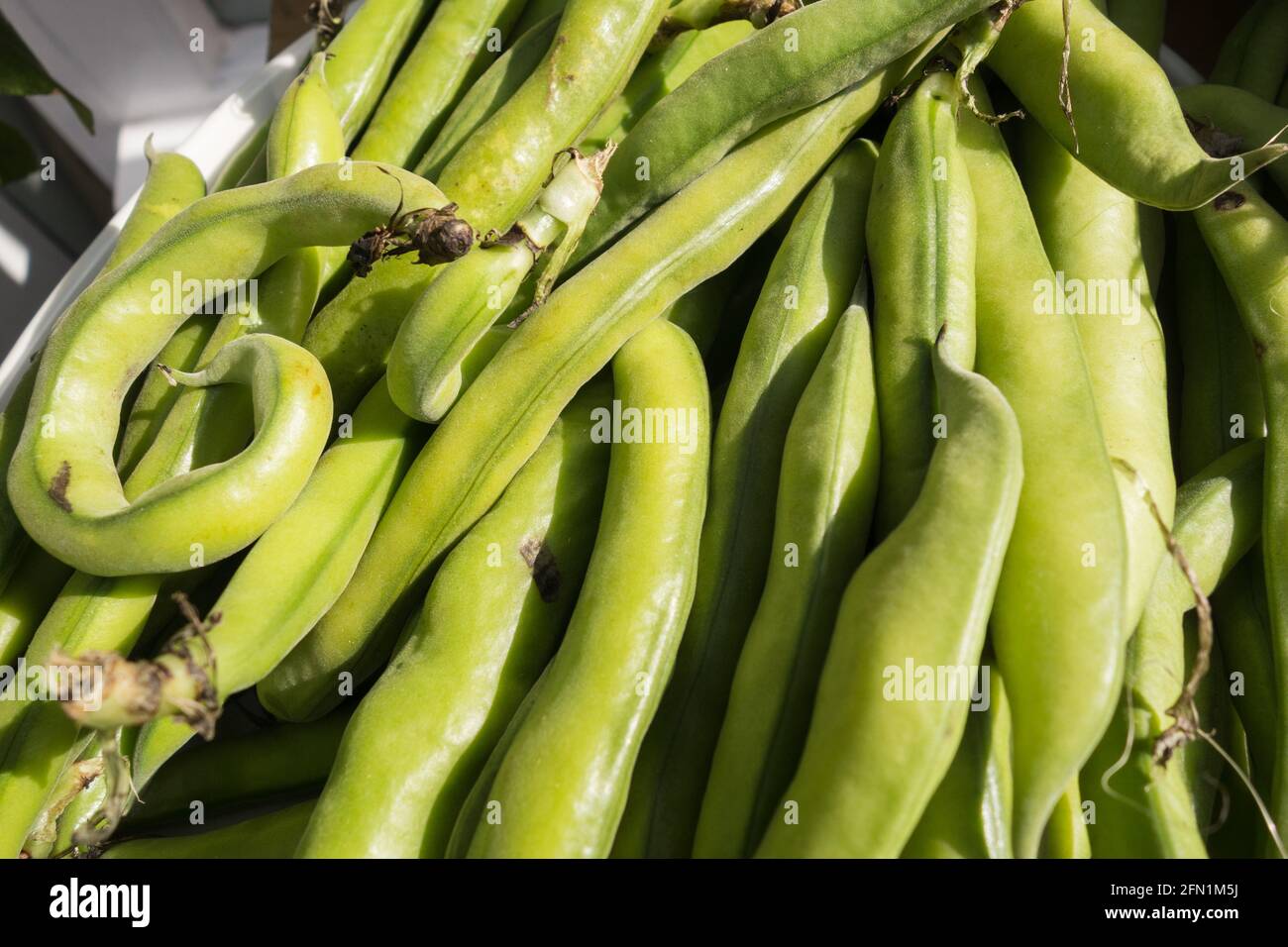 Colourful box of green runner beans on display outside a greengrocers ...