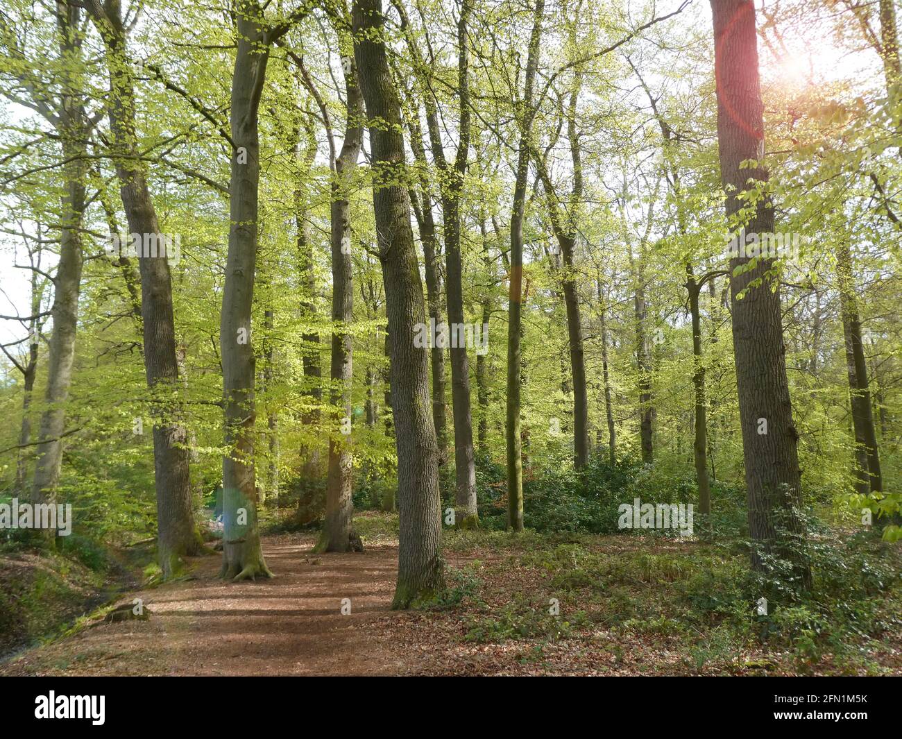 Lush green beech trees hi-res stock photography and images - Alamy