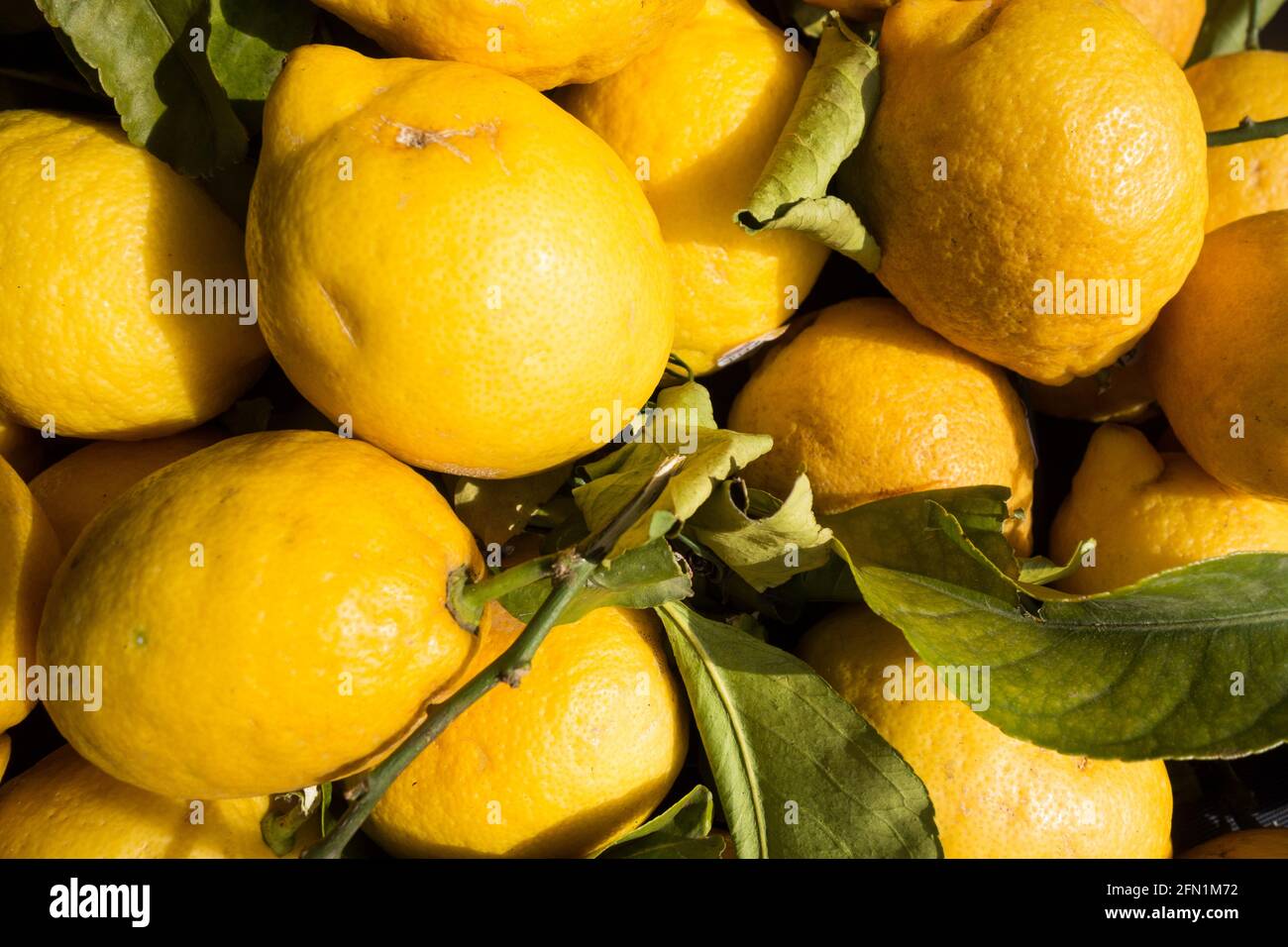 Full of lemons hi-res stock photography and images - Alamy