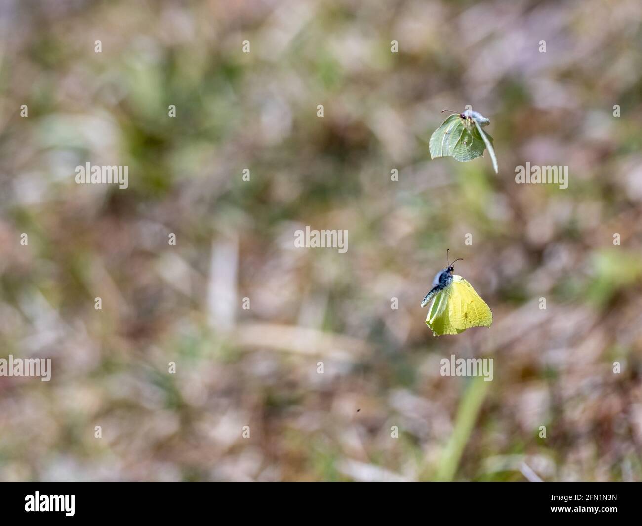 Brimstone Butterflies Flying Stock Photo - Alamy