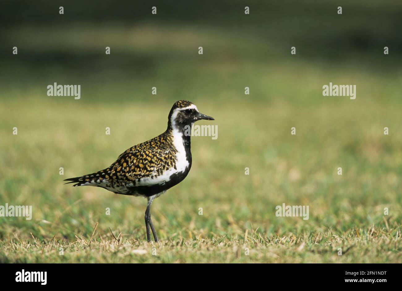 Kuauai hi-res stock photography and images - Alamy