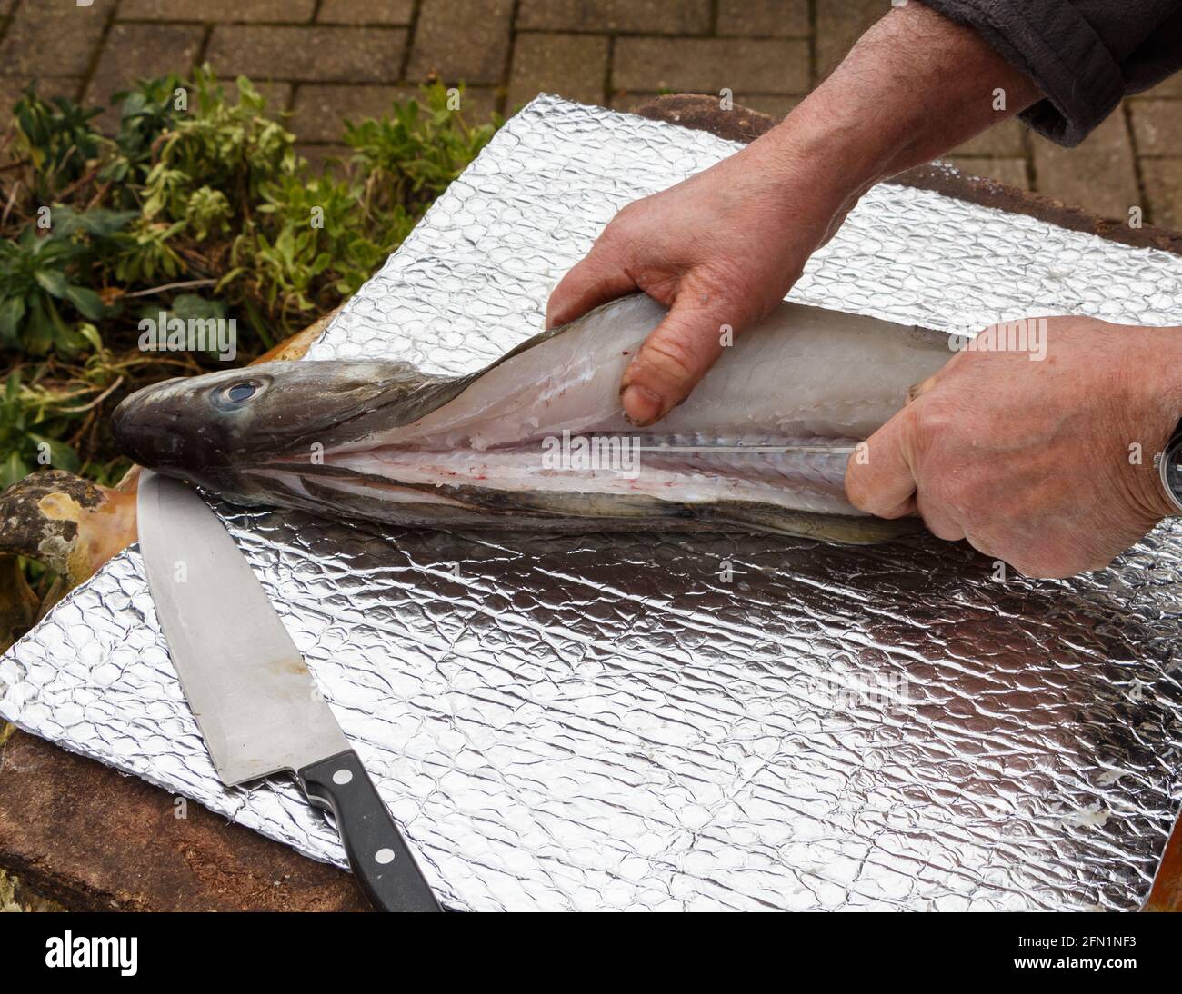 Fisherman cutting fillet on a pollack after fishing in Brittany Stock ...