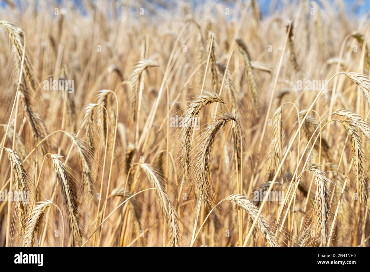 Summer autumn fall wheatfield hi-res stock photography and images - Alamy
