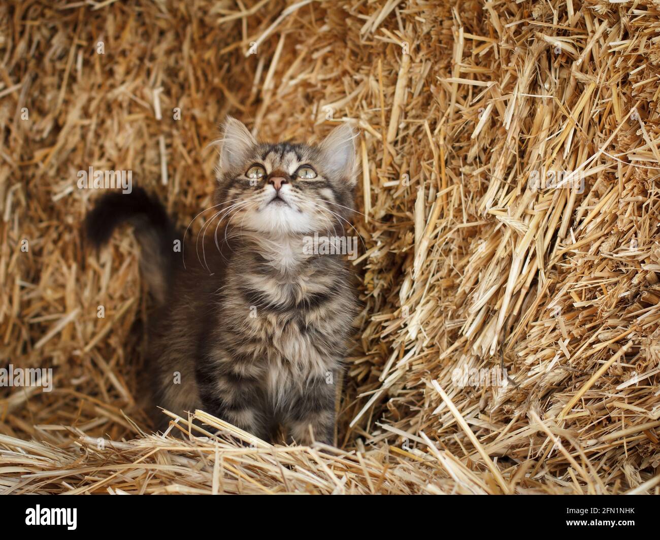 Tabby kitten in straw hi-res stock photography and images - Alamy