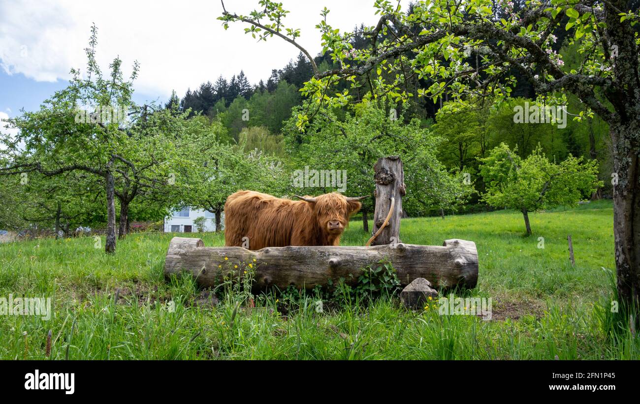Highlander (Scottish breed of rustic cattle) red hair cow freely behind ...