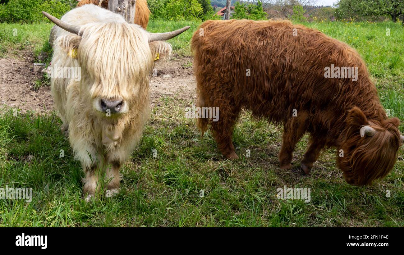 Highlander breed white and red hair cow on the meadow with fresh green ...