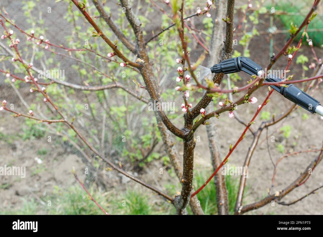Nectarine tree is protected from fungal disease or vermin by a pressure ...