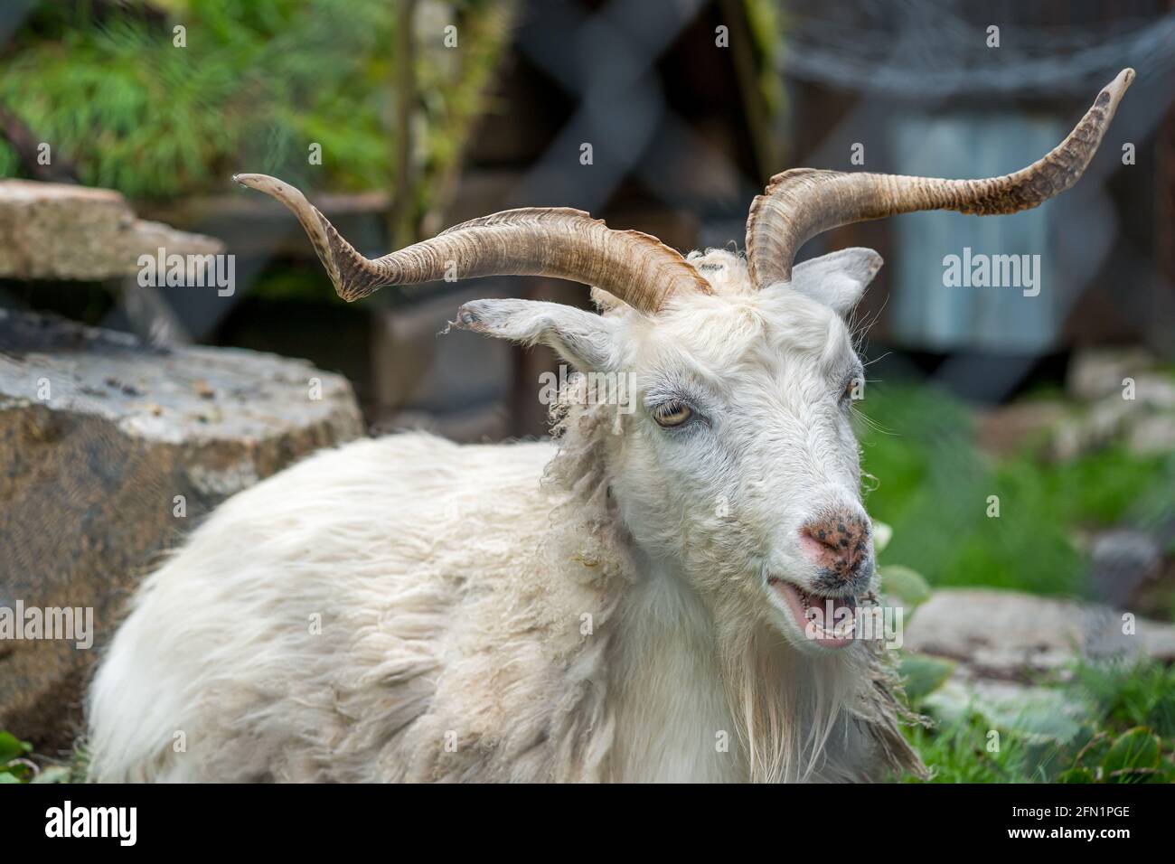 Goat with large horns hi-res stock photography and images - Alamy
