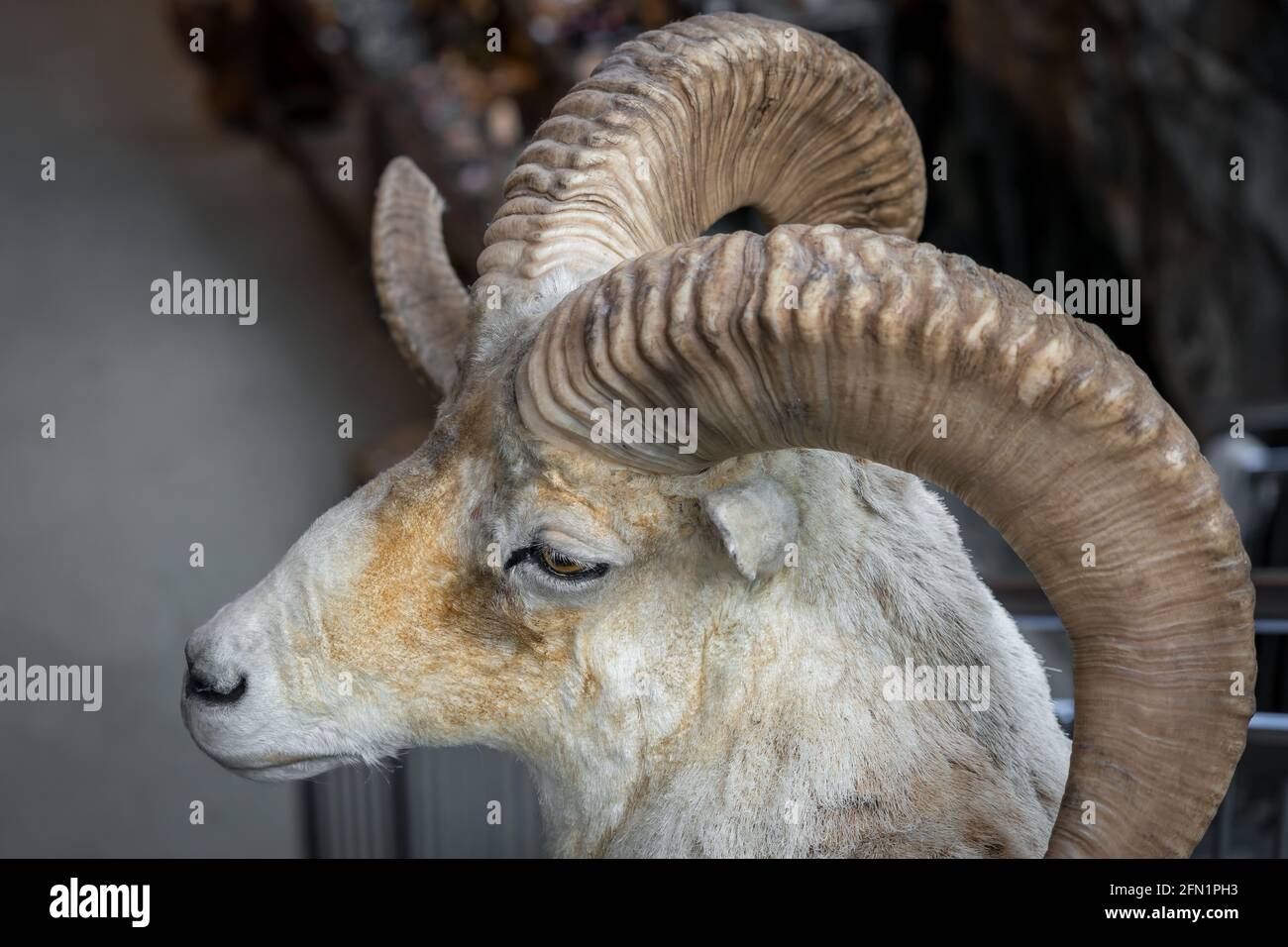 Goat with big horns hi-res stock photography and images - Alamy