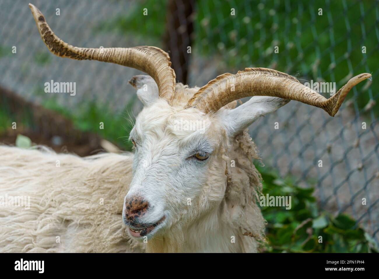Goat with large horns hi-res stock photography and images - Alamy
