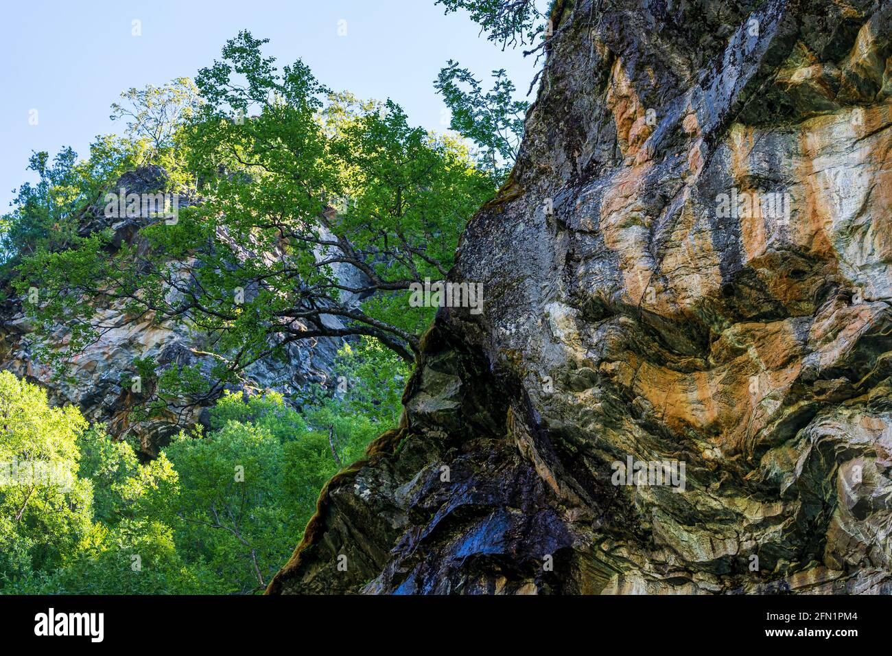 FLO, NORWAY - 2020 AUGUST 10. Colorful rock with big tree climbing to ...