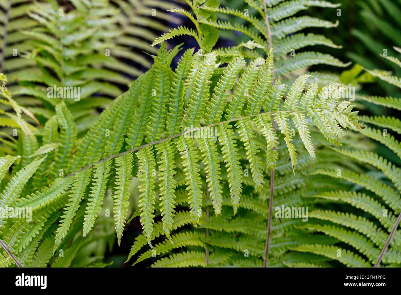 FLO, NORWAY - 2020 AUGUST 10. Fresh green fern backgrounds Stock Photo ...