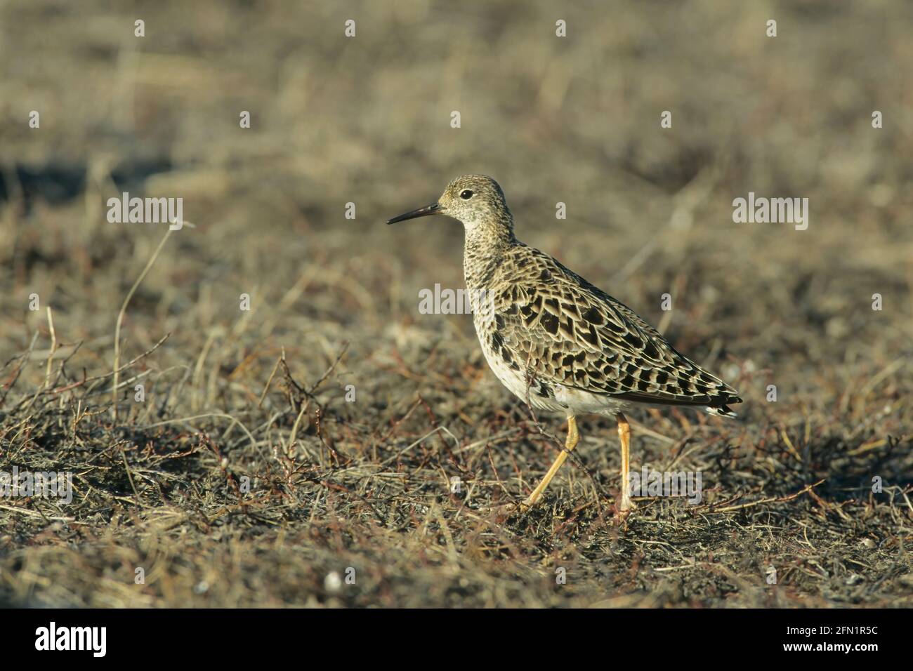 Ruff female reeve hi-res stock photography and images - Alamy