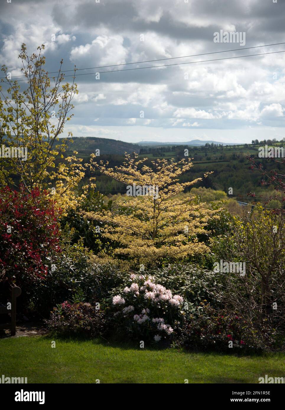 Cornus controversa variegata wedding cake tree hi-res stock photography ...
