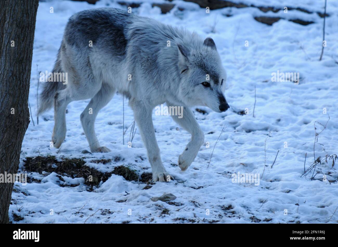 White wolf zoo hi-res stock photography and images - Alamy