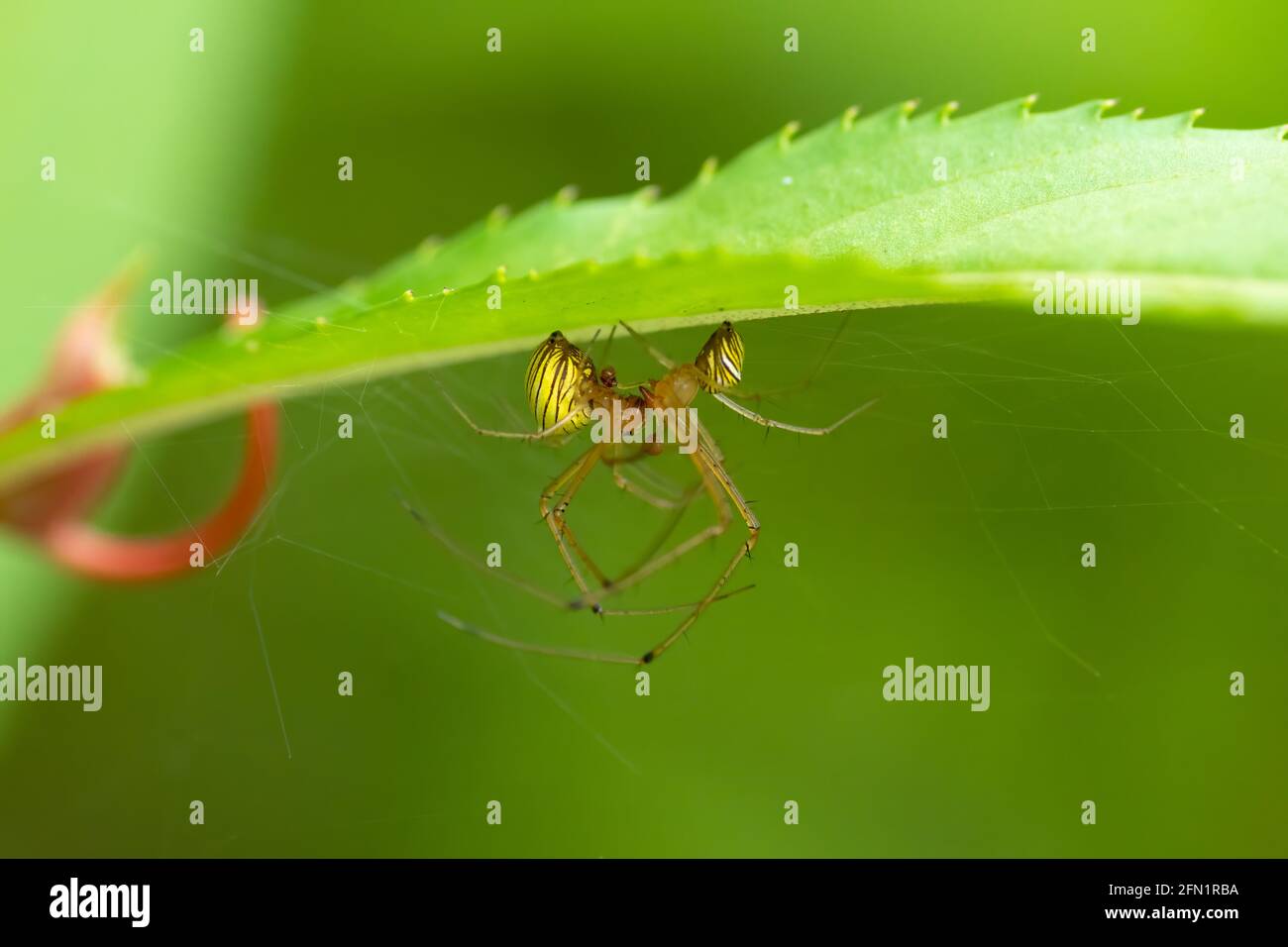 Spiders of india hi-res stock photography and images - Alamy