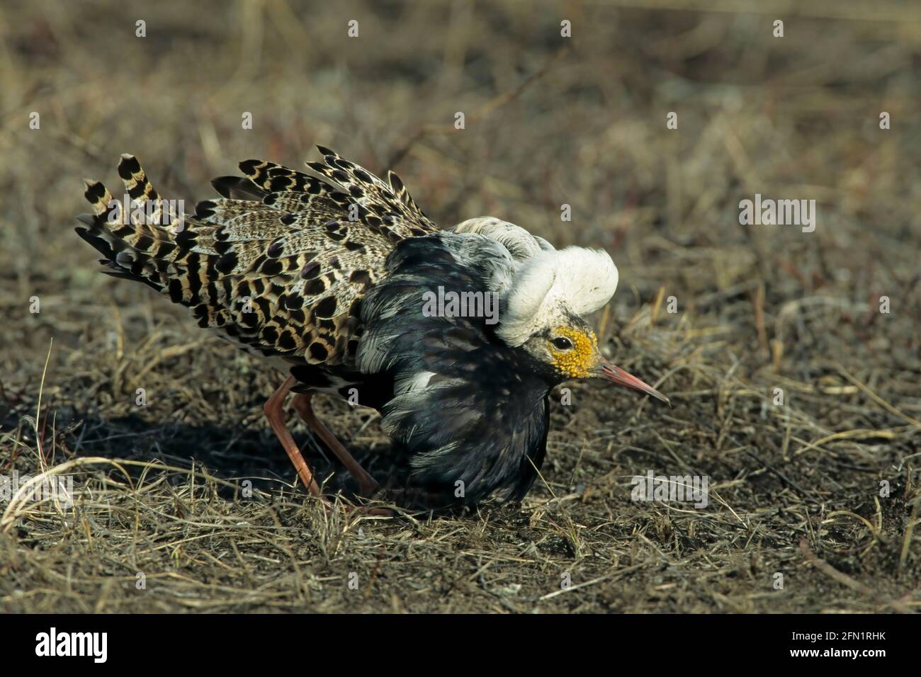 Oblique birds hi-res stock photography and images - Alamy