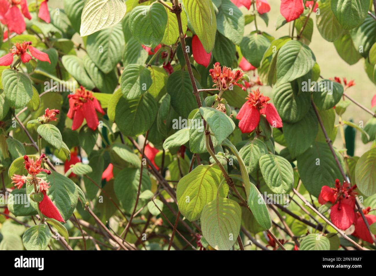 Red flower garden hi-res stock photography and images - Alamy