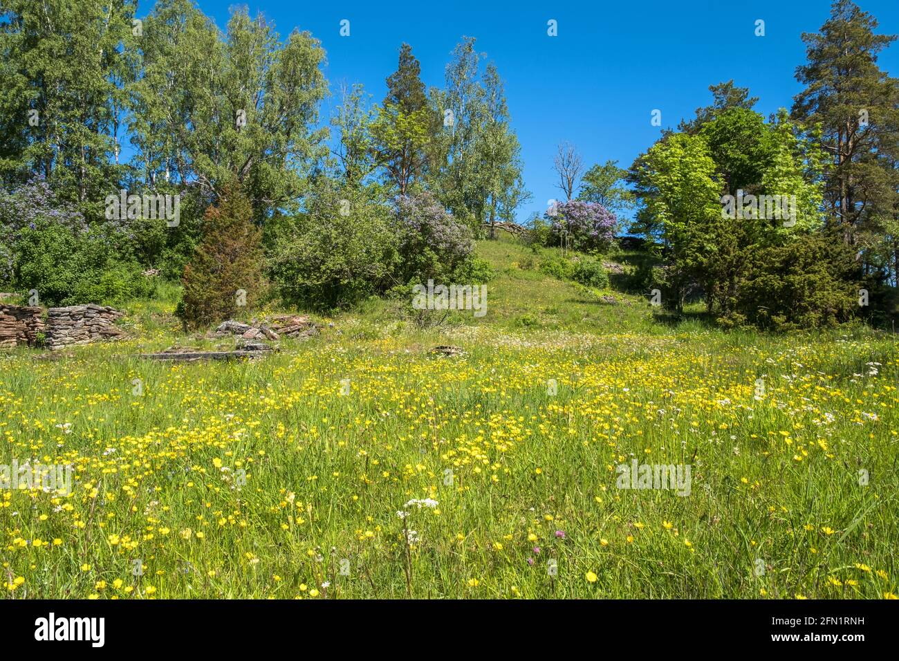Meadow landscape in summer hi-res stock photography and images - Alamy