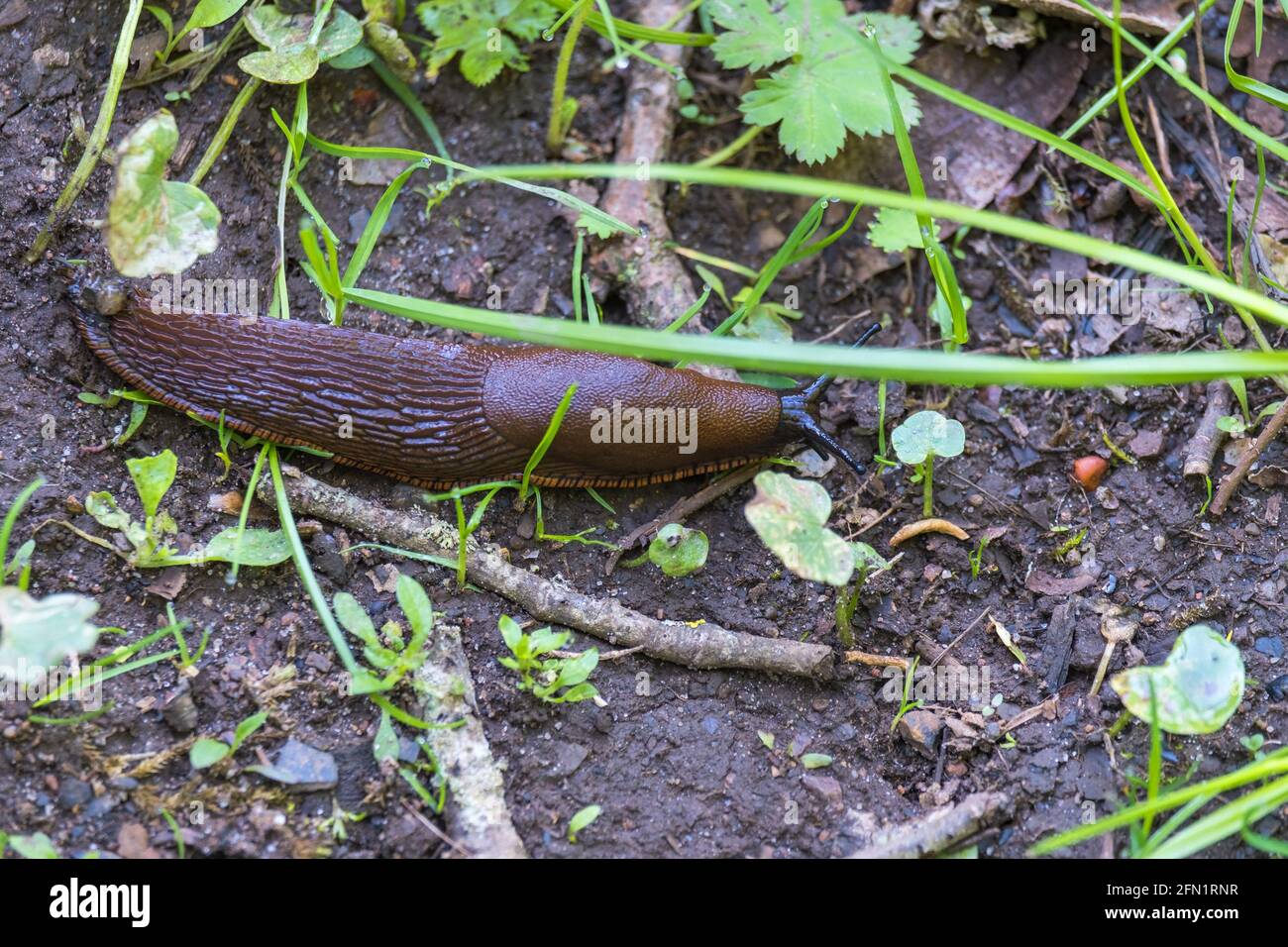 Crawl space soil hi-res stock photography and images - Alamy