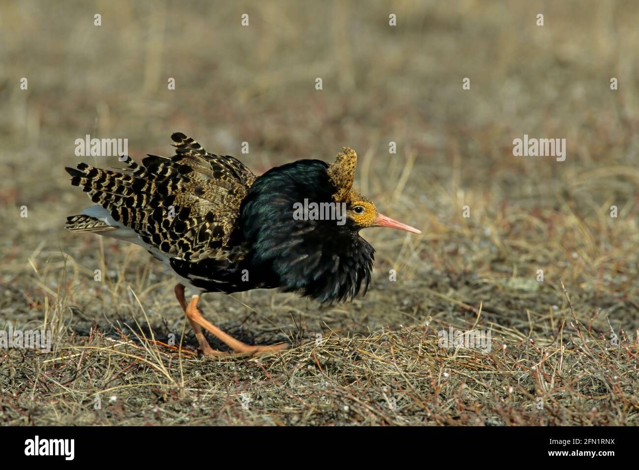 Oblique birds hi-res stock photography and images - Alamy