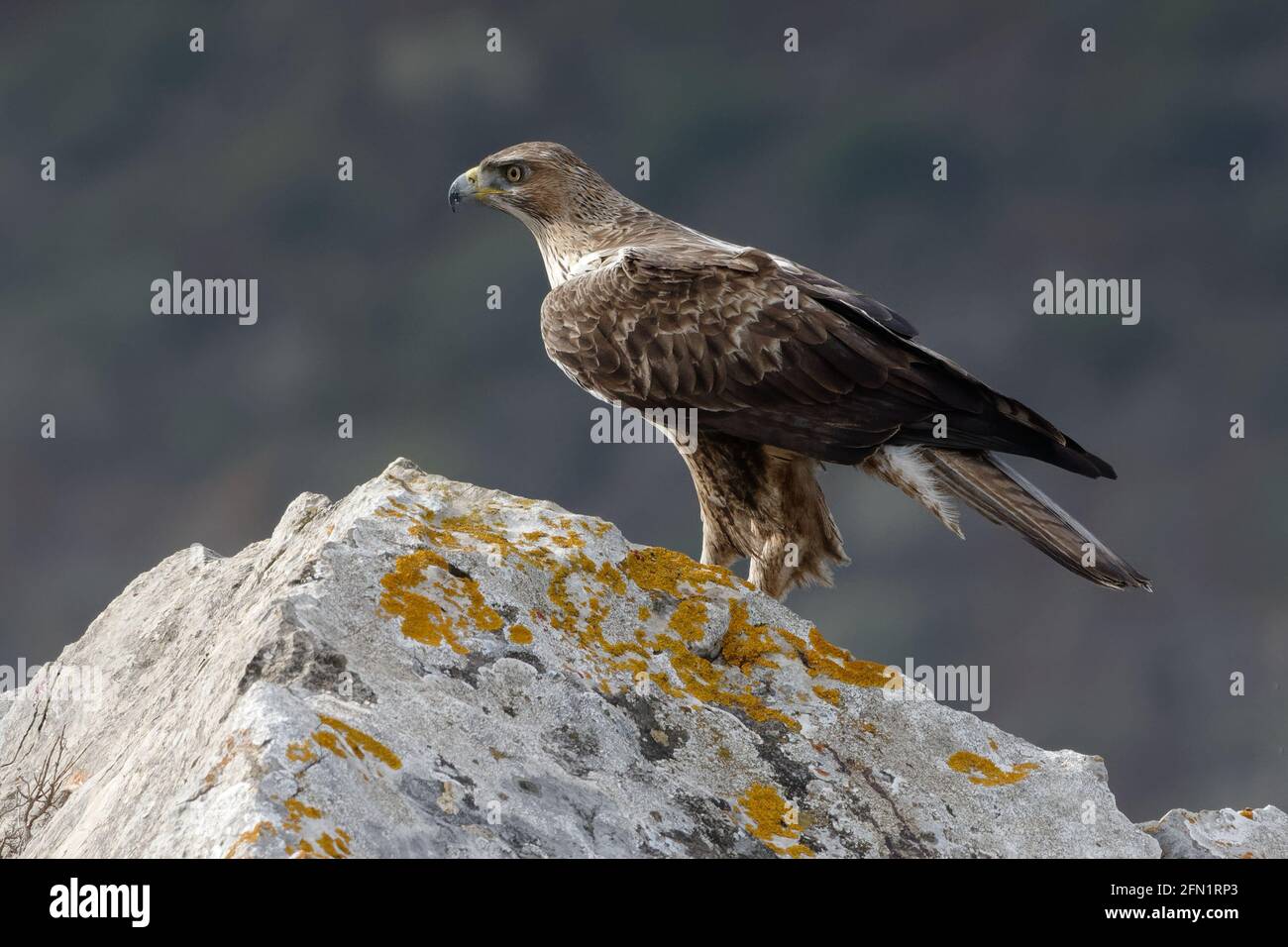 Bonelli's Eagle (Aquila fasciata) on a rock - Eastern Pyrenees, France ...