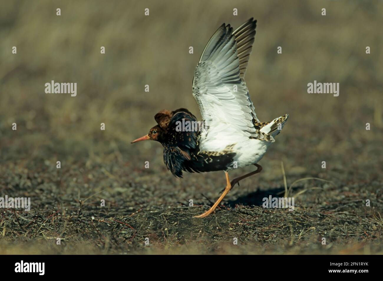 Ruff - Lek male wing flutter Philomachus pugnax Finland BI006841 ...