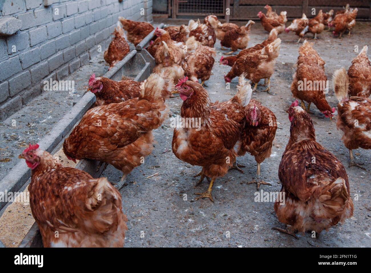 Domestic poultry hi-res stock photography and images - Alamy