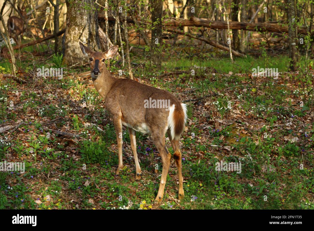Cute baby deer in a forest Stock Photo - Alamy