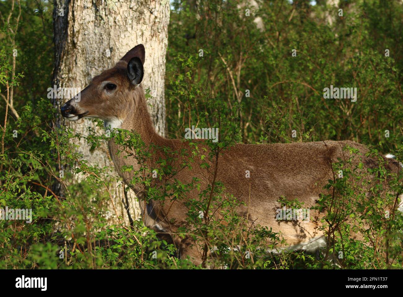 Cute baby deer in a forest Stock Photo - Alamy