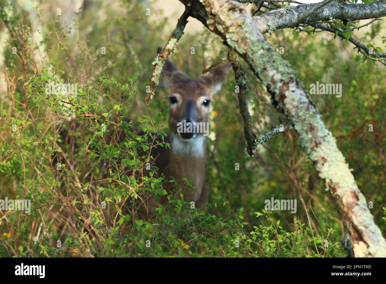 Cute baby deer in the wilderness Stock Photo - Alamy