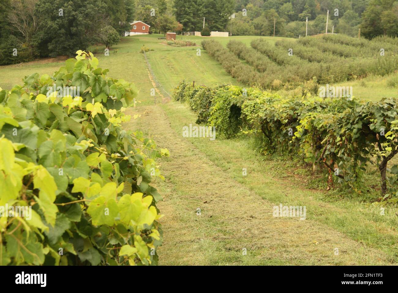 Blue ridge mountains vineyard hi-res stock photography and images - Alamy