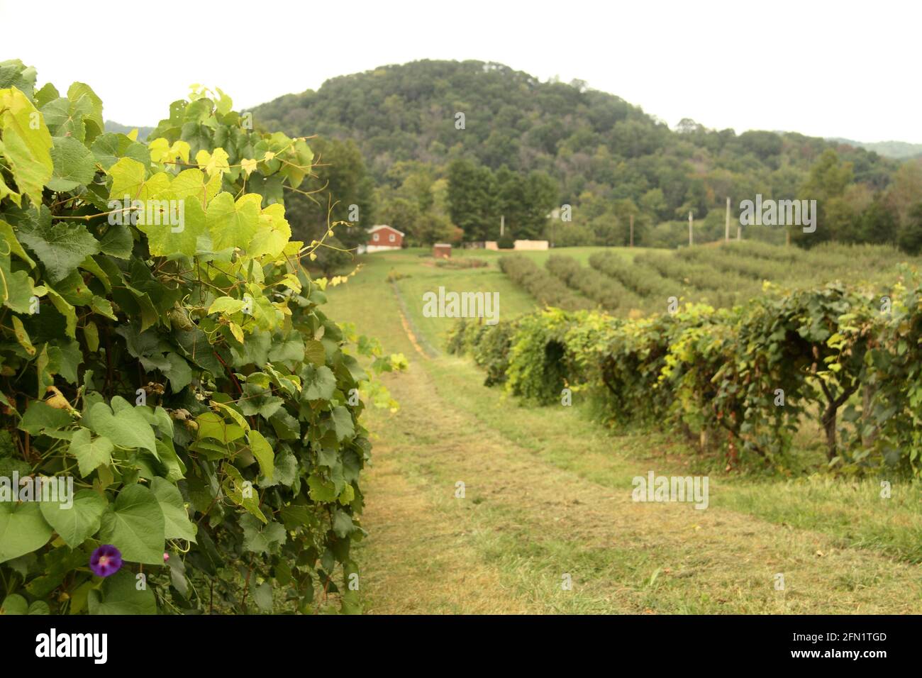Blue ridge mountains vineyard hi-res stock photography and images - Alamy