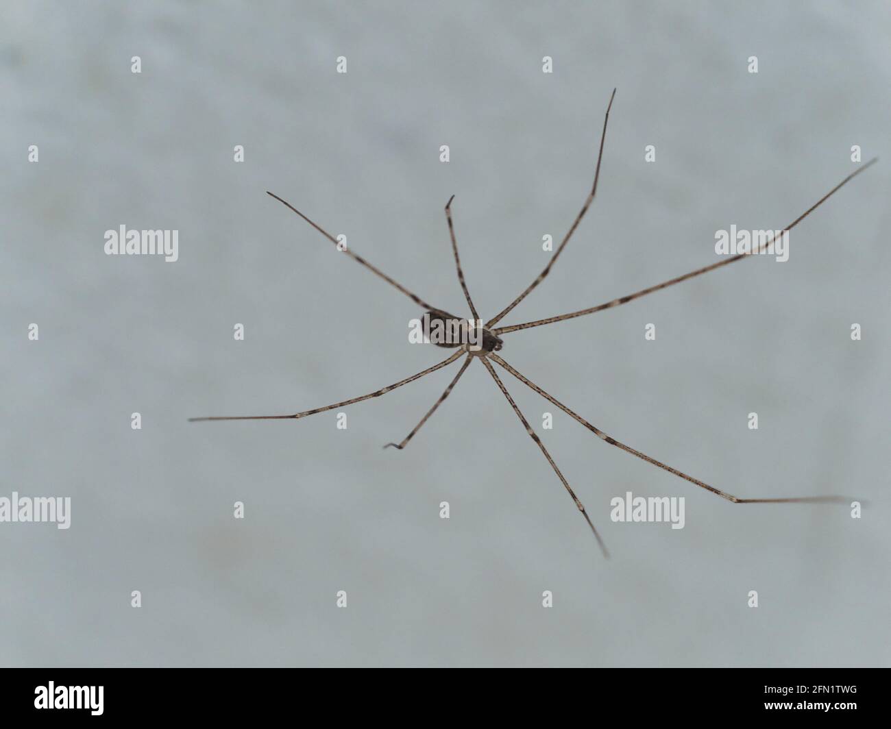 A brown cellar spider the wall the room Stock Photo - Alamy