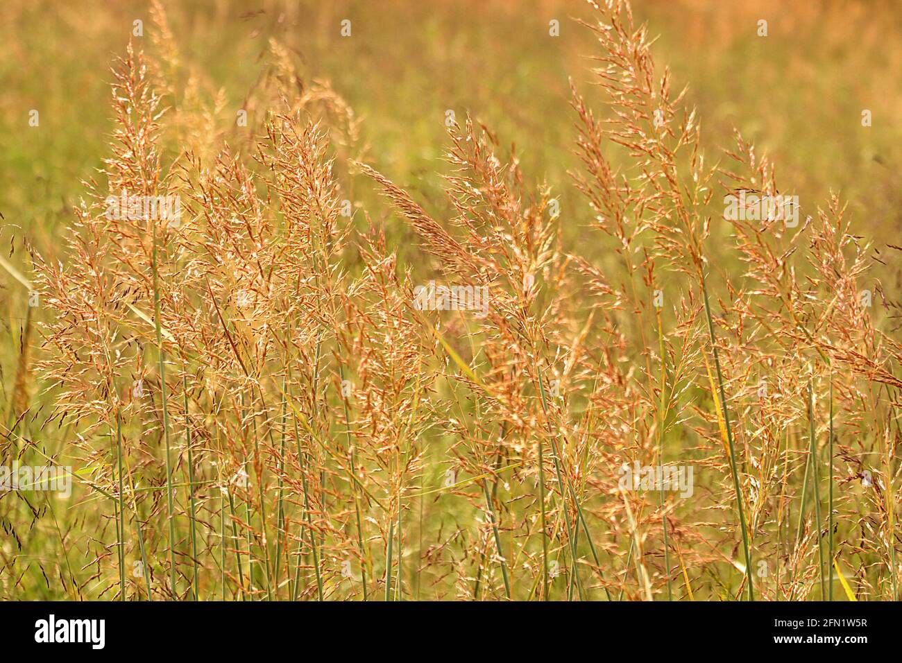 Field of Indian grass (Sorghastrum nutans) in Virginia, USA Stock Photo ...
