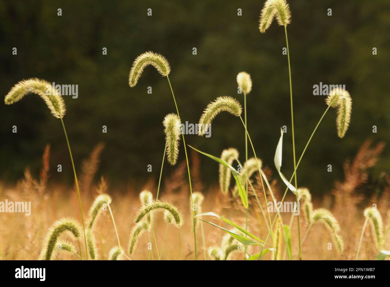 Wild barley grass; hare barley or common foxtail weed. Seed heads in ...