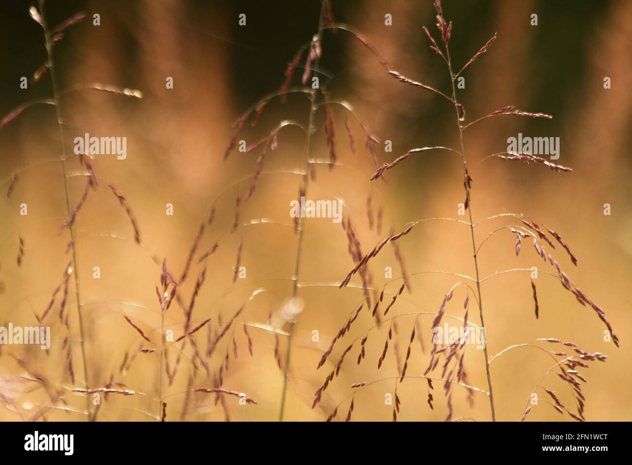Switchgrass hi-res stock photography and images - Alamy
