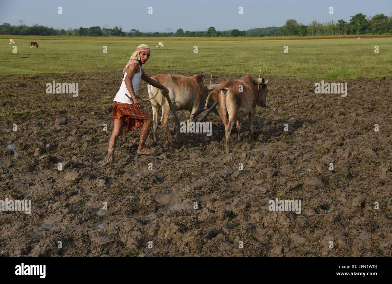 Rice Cultivation Assam High Resolution Stock Photography and Images - Alamy