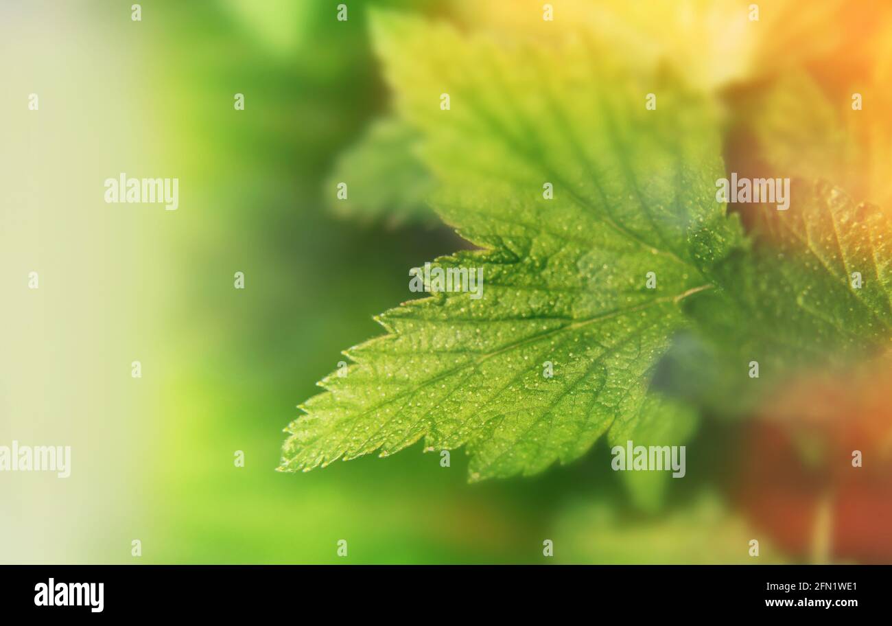 Green raspberry leaves close-up under the sunbeams summer background ...