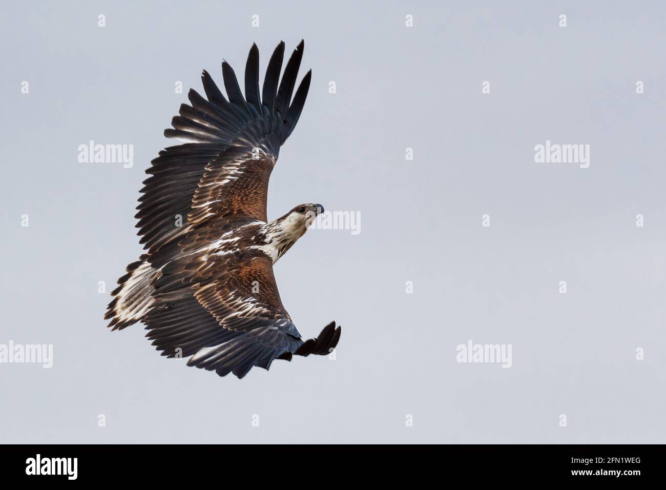 African Fish-eagle - Haliaeetus vocifer, beautiful large bird of prey ...