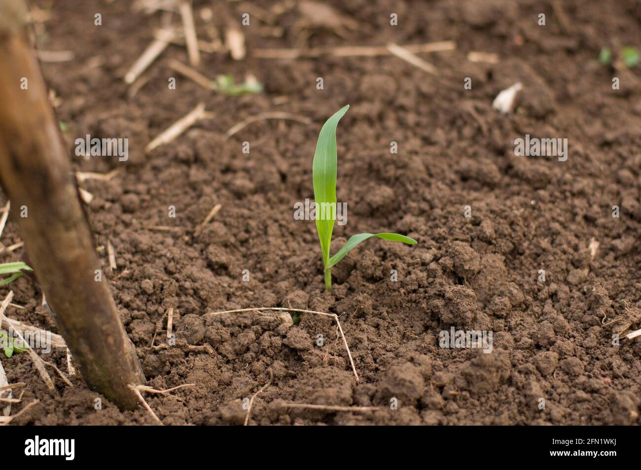 Corn Crop Organic Stock Photo - Alamy