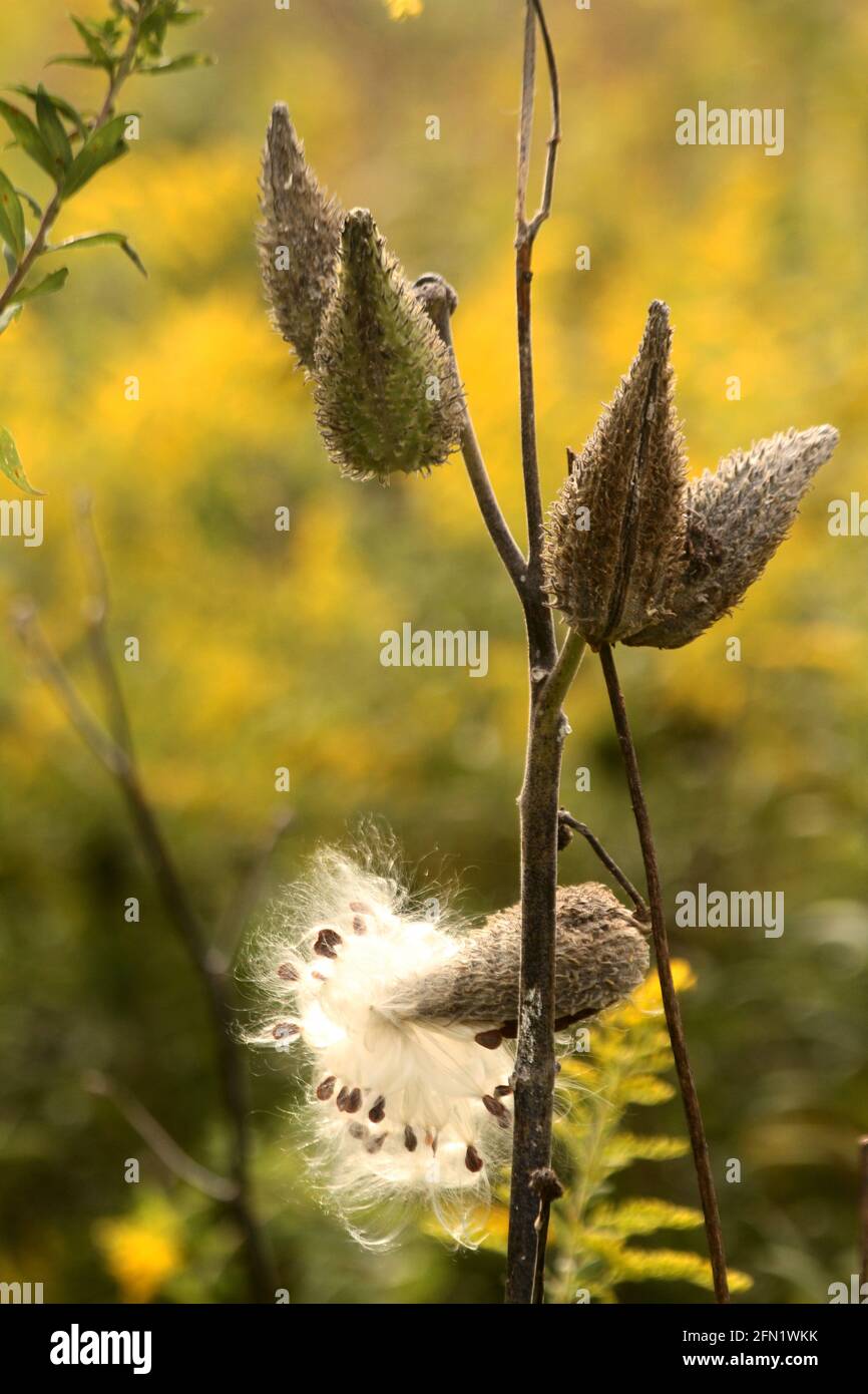 Seed pods of a milkweed plant in autumn Stock Photo - Alamy