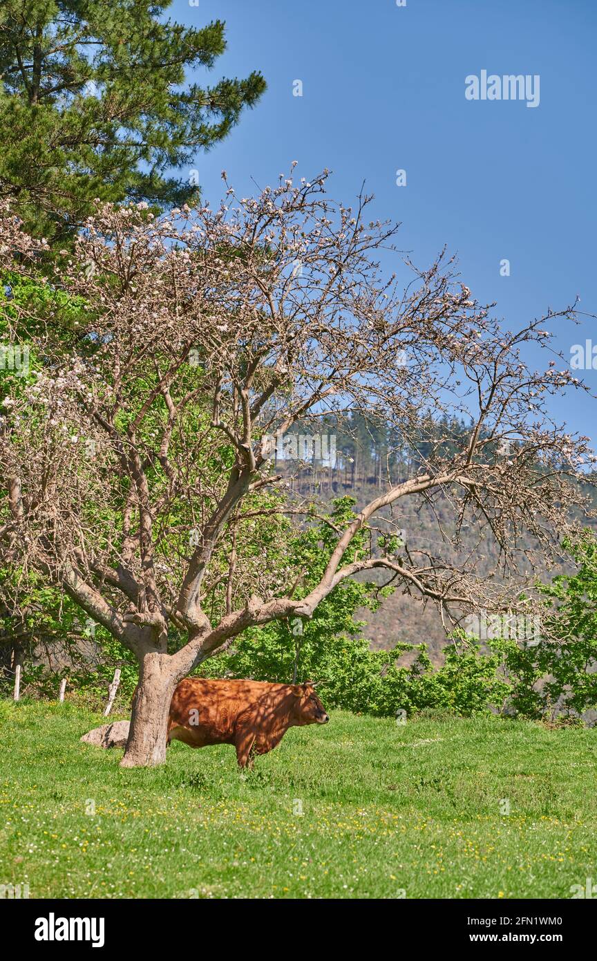 Ox under the shadow tree in the meadow Stock Photo - Alamy