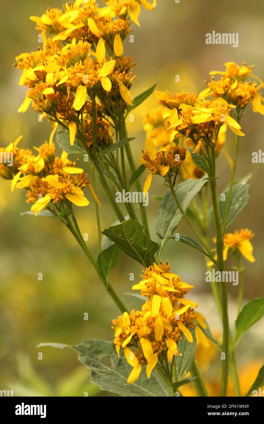 Wingstem flowers hi-res stock photography and images - Alamy