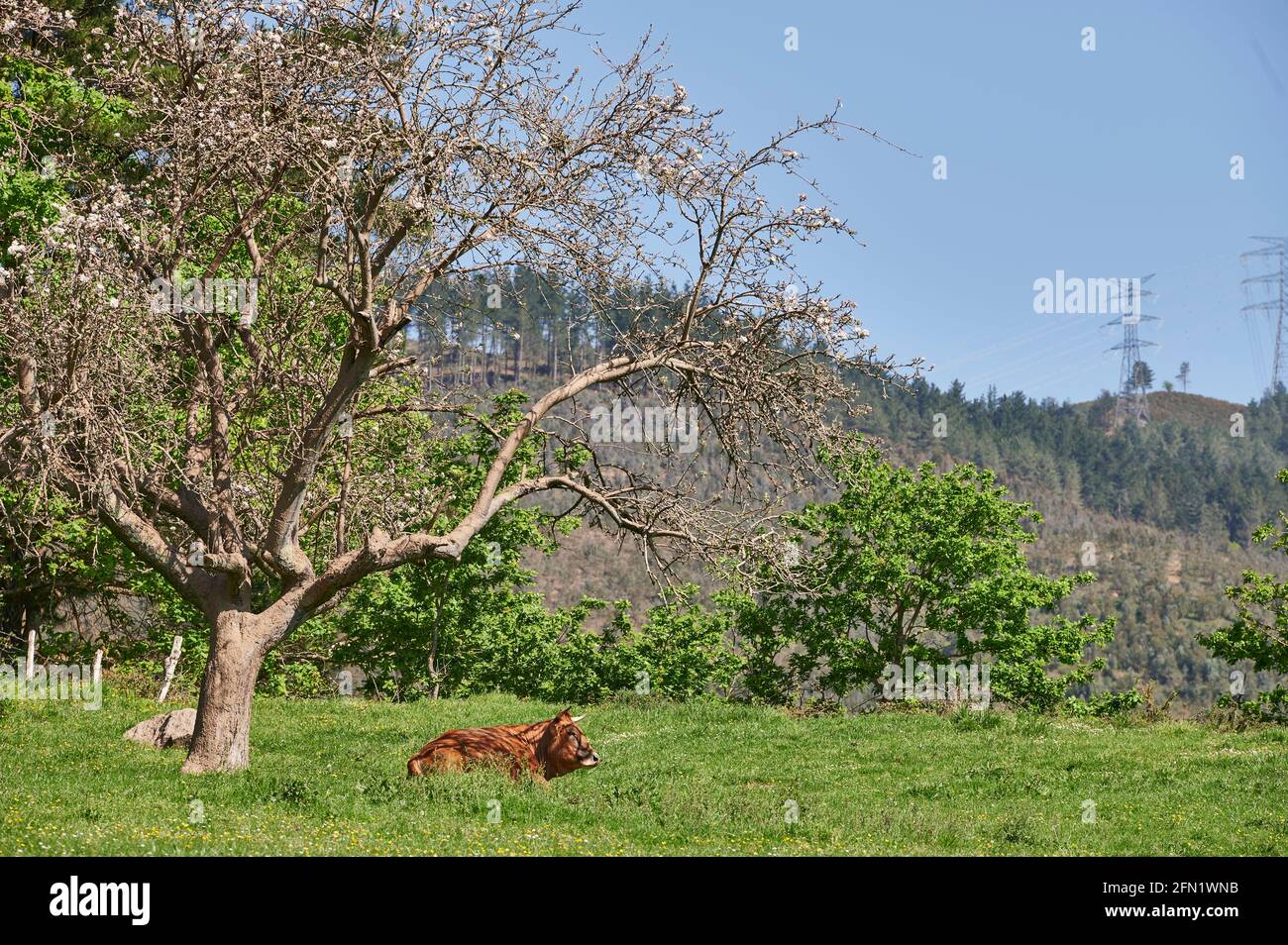 Bovine bull hi-res stock photography and images - Alamy