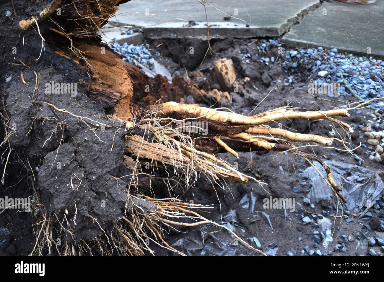 Roots from uprooted tree blown over by high winds from thunderstorm ...